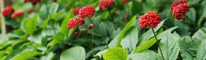 (Guide) How to Identify Ginseng - What Does Ginseng Look Like?
