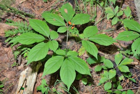 (Guide) How to Identify Ginseng - What Does Ginseng Look Like?