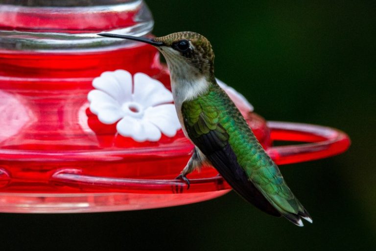 (Easy) Hummingbird Nectar Recipe - Two Simple Ingredients | HerbSpeak