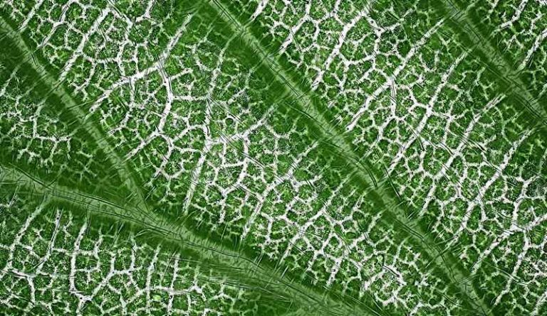 (Answers) Why Do Leaves Change Color in the Fall? - HerbSpeak
