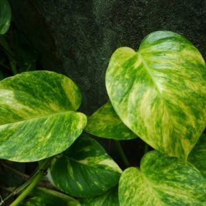 Pothos (Epipremnum aureum) – Learn about plants | HerbSpeak