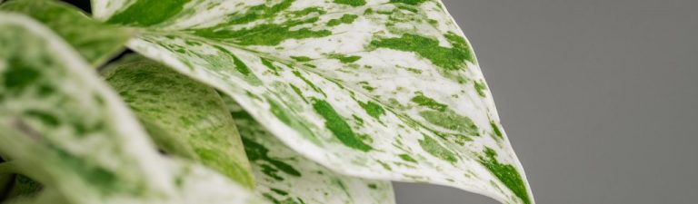What Causes Variegation? (What, Why, How) | HerbSpeak