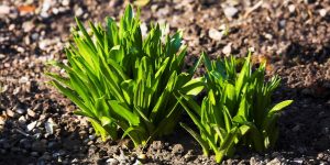 How Do Plants Absorb Water? | Learn Botany with HerbSpeak