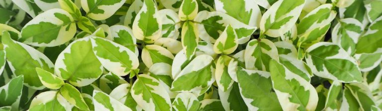 Pothos (Epipremnum aureum) – Learn about plants | HerbSpeak