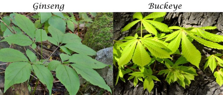 Ginseng Look-Alikes (Easy Identification Guide) | HerbSpeak