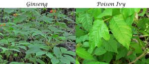 Ginseng Look-Alikes (Easy Identification Guide) | HerbSpeak