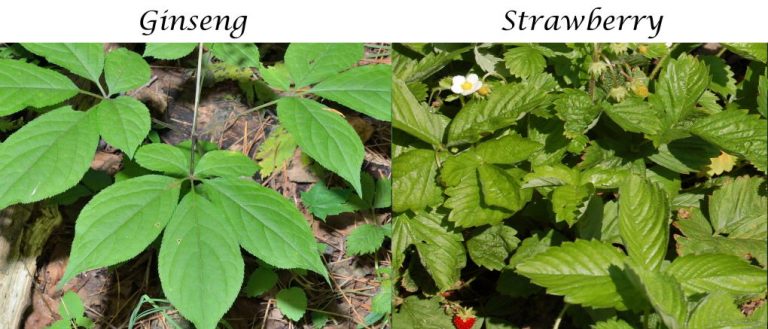 Ginseng Look-Alikes (Easy Identification Guide) | HerbSpeak