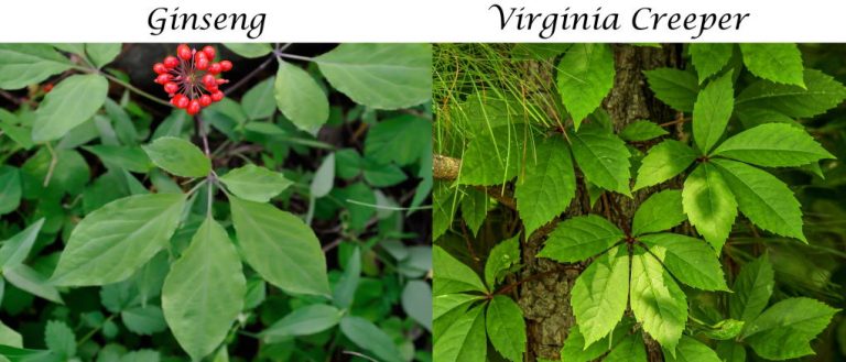 Ginseng Look-Alikes (Easy Identification Guide) | HerbSpeak