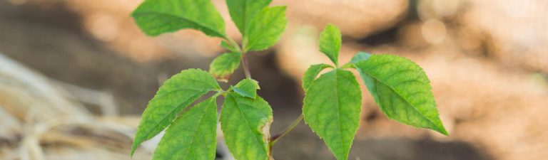 Ginseng Look-Alikes (Easy Identification Guide) | HerbSpeak