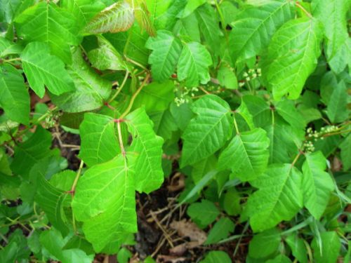 Ginseng Look-Alikes (Easy Identification Guide) | HerbSpeak