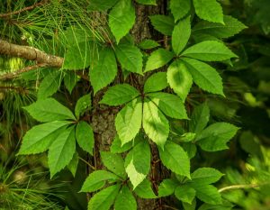 Ginseng Look-Alikes (Easy Identification Guide) | HerbSpeak