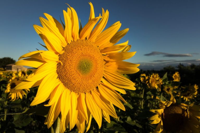 How Plants Reach for the Sun (Lessons in Phototropism)