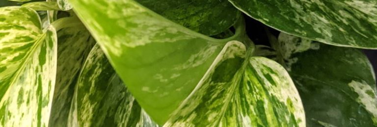 What Causes Variegation? (What, Why, How) | HerbSpeak