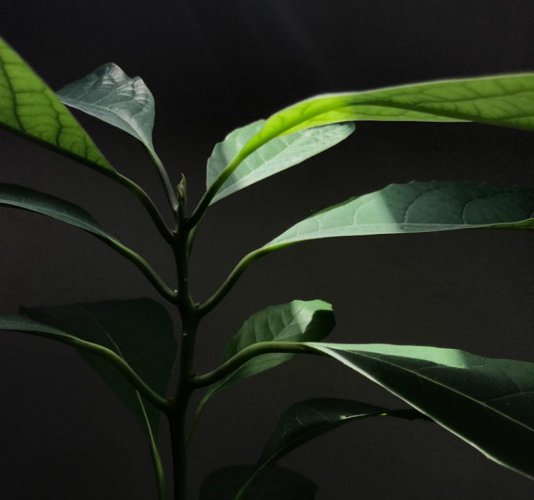 History of the Avocado (Avocados Defy Reason) | HerbSpeak