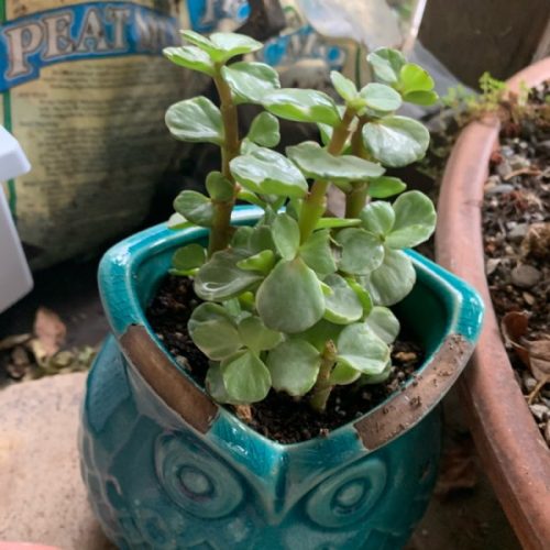 Elephant Bush (Portulacaria afra) Plant Profile | HerbSpeak