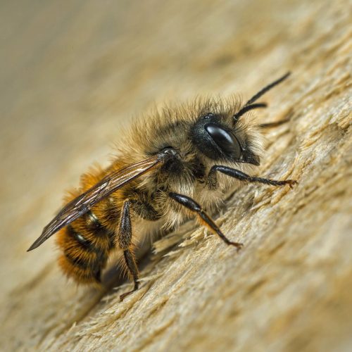 (GUIDE) Identify Different Types of Bees | HerbSpeak