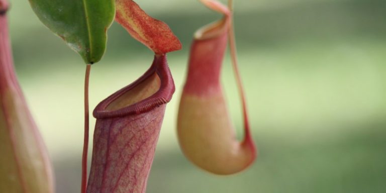 Types of Carnivorous Plants – Learn Botany | HerbSpeak