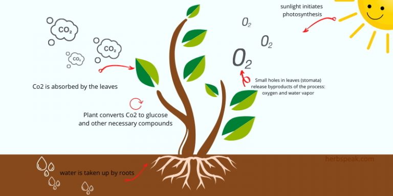 Do Carnivorous Plants Photosynthesize? | HerbSpeak