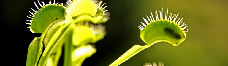 Types of Carnivorous Plants – Learn Botany | HerbSpeak