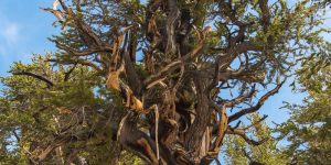 Plants from the Dawn of Time – Ancient Plants | HerbSpeak