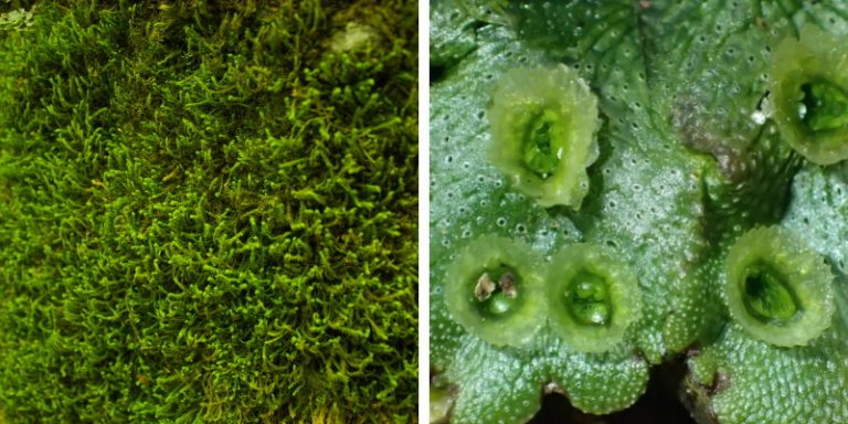 Plants from the Dawn of Time – Ancient Plants | HerbSpeak