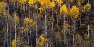 Plants from the Dawn of Time – Ancient Plants | HerbSpeak