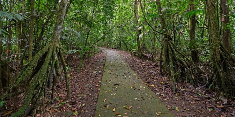 Can Plants Move? The Restless Life of Plants | HerbSpeak