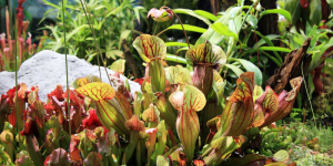How Do Carnivorous Plants Digest Insects? | HerbSpeak