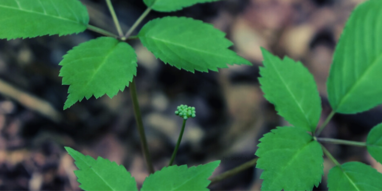 (Map) Where Does Ginseng Grow? | HerbSpeak - Your Botany Resource