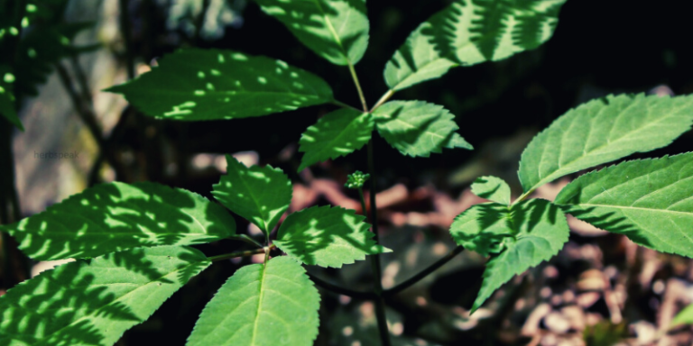 (Guide) How to Identify Ginseng - What Does Ginseng Look Like?