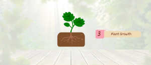 The Life Cycle of a Plant Explained (Pictures) | HerbSpeak