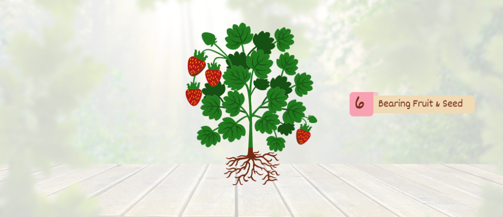 The Life Cycle of a Plant Explained (Pictures) | HerbSpeak