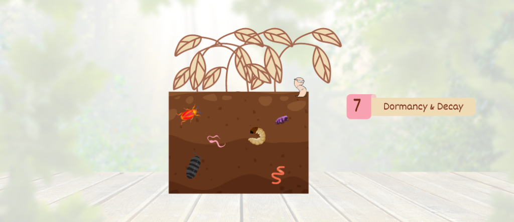 The Life Cycle of a Plant Explained (Pictures) | HerbSpeak