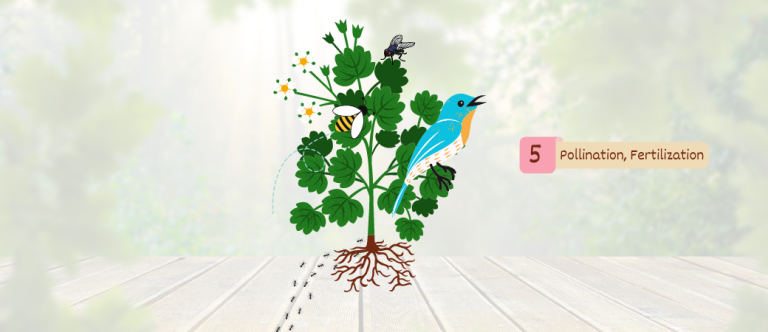 The Life Cycle of a Plant Explained (Pictures) | HerbSpeak