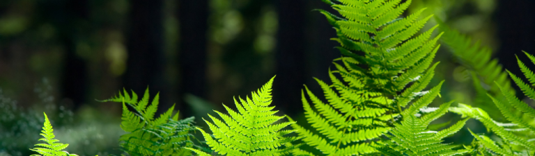 (Answered Simply) How Do Ferns Reproduce? | HerbSpeak