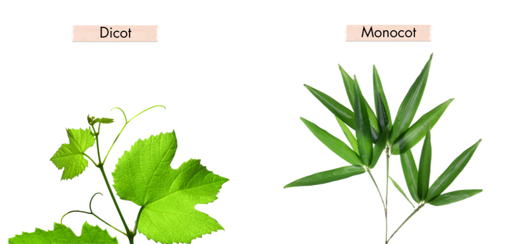 Understanding the Parts of a Plant and Their Functions: Terminology