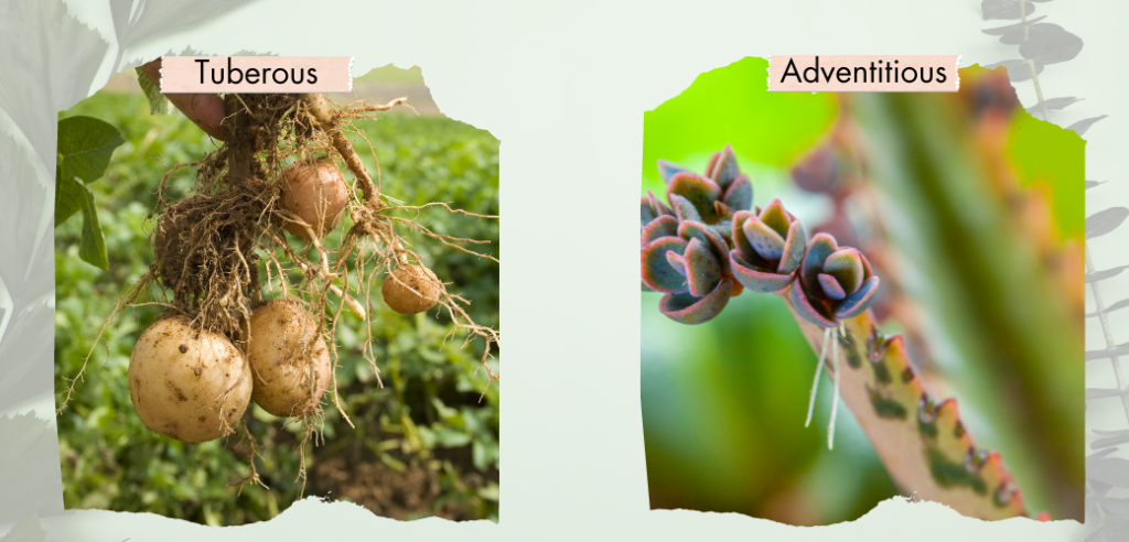 The Parts of a Plant: The Root System | HerbSpeak