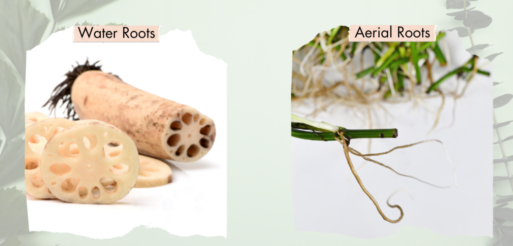 The Parts of a Plant: The Root System | HerbSpeak