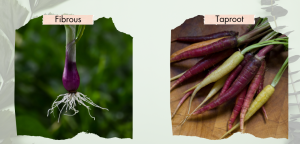 The Parts of a Plant: The Root System | HerbSpeak