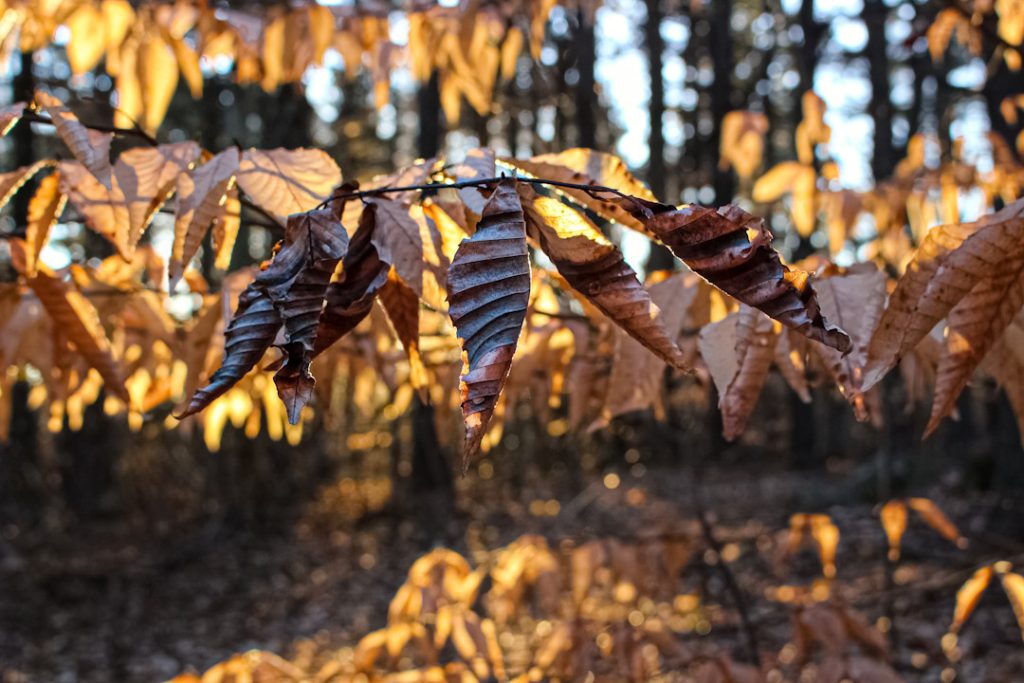 Understanding Beech Leaf Disease | HerbSpeak